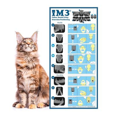Feline Positioning Poster A3 - iM3 - Visiovet