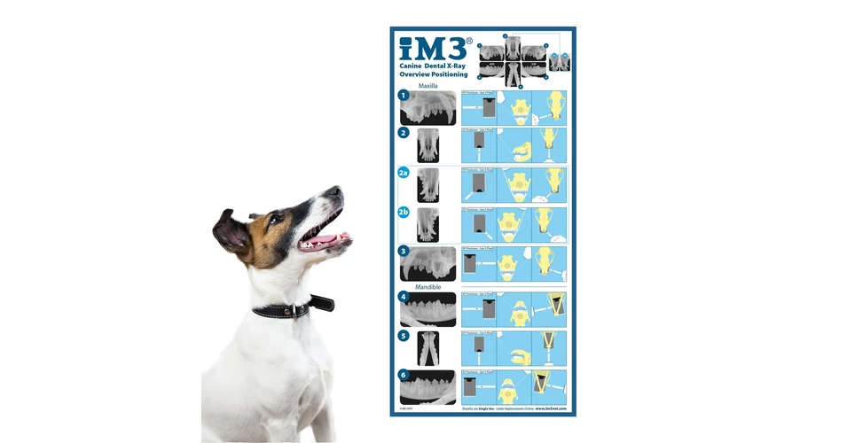 Canine Positioning Poster A3 - iM3 - Visiovet